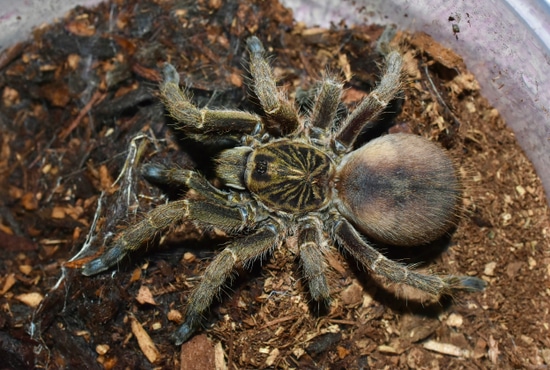 Idiothele Mira Tarantula by Gran Exotics Inc.