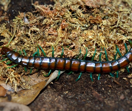 Scolopendra Sp Riau Giant Centipede by Gran Exotics Inc. - MorphMarket