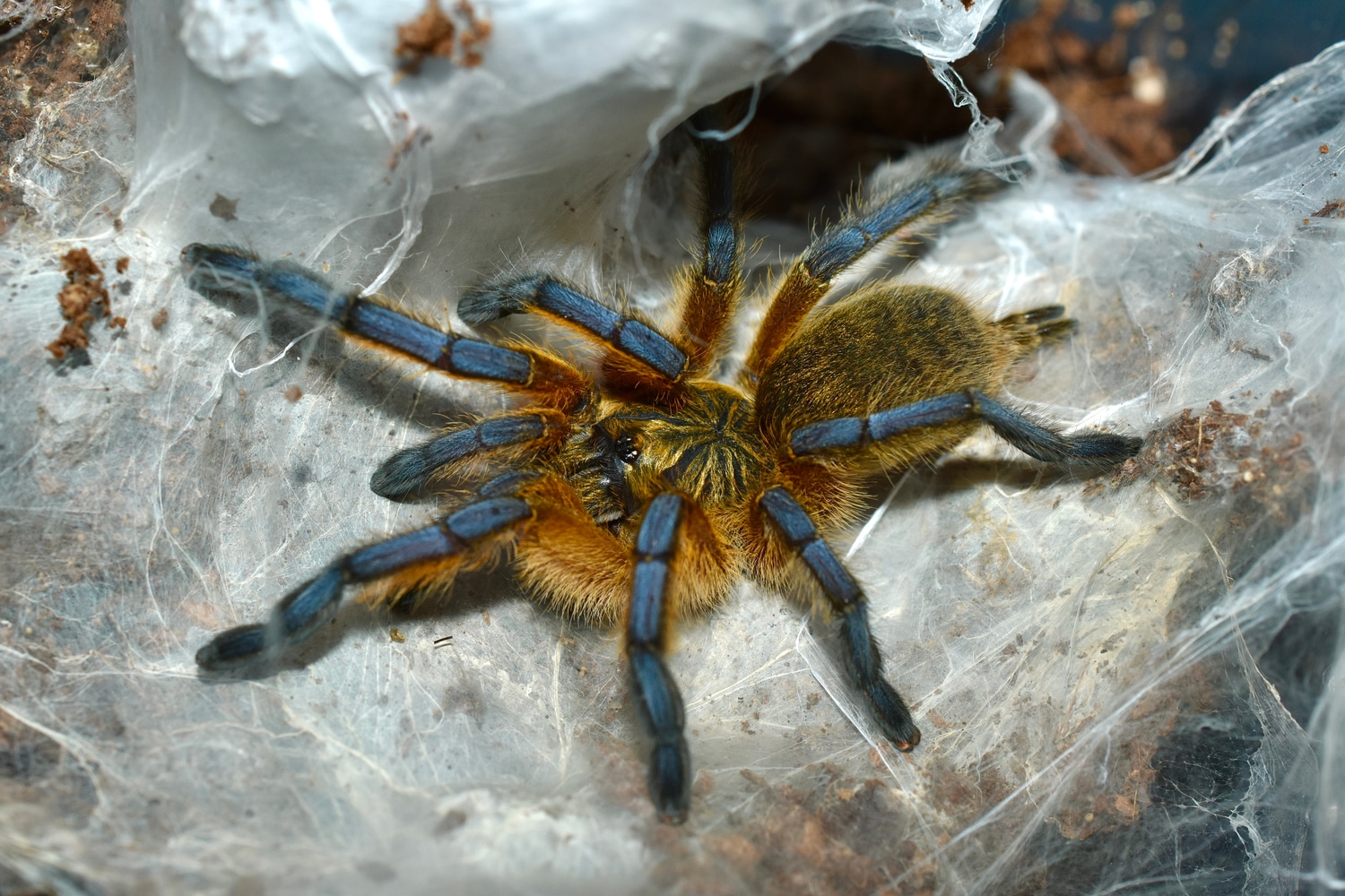 Harpactira Pulchripes Tarantula by Gran Exotics Inc. - MorphMarket