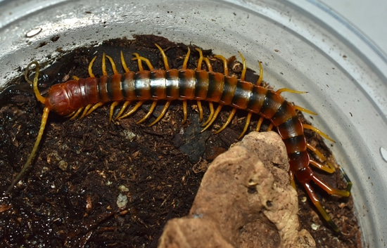 Scolopendra Galapagoensis “Orange Banded” Centipede by Gran Exotics Inc.