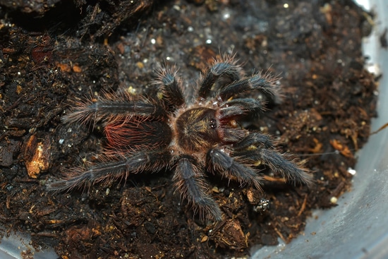 Cuban Bronze Tarantula (Phormictopus Auratus) by Gran Exotics Inc.