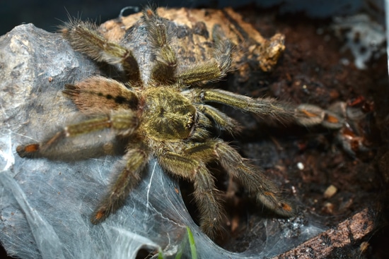 Psalmopoeus Cambridgei Tarantula by Gran Exotics Inc.