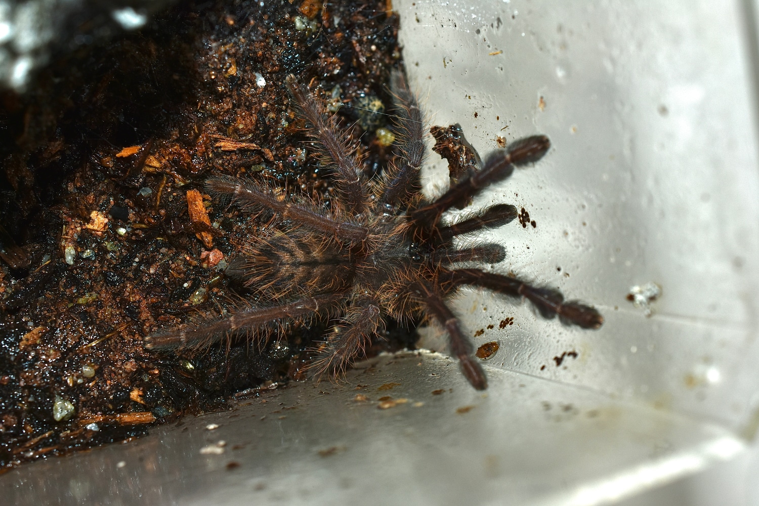 Phormingochilus Sp. Sabah Blue Tarantula by Gran Exotics Inc. - MorphMarket