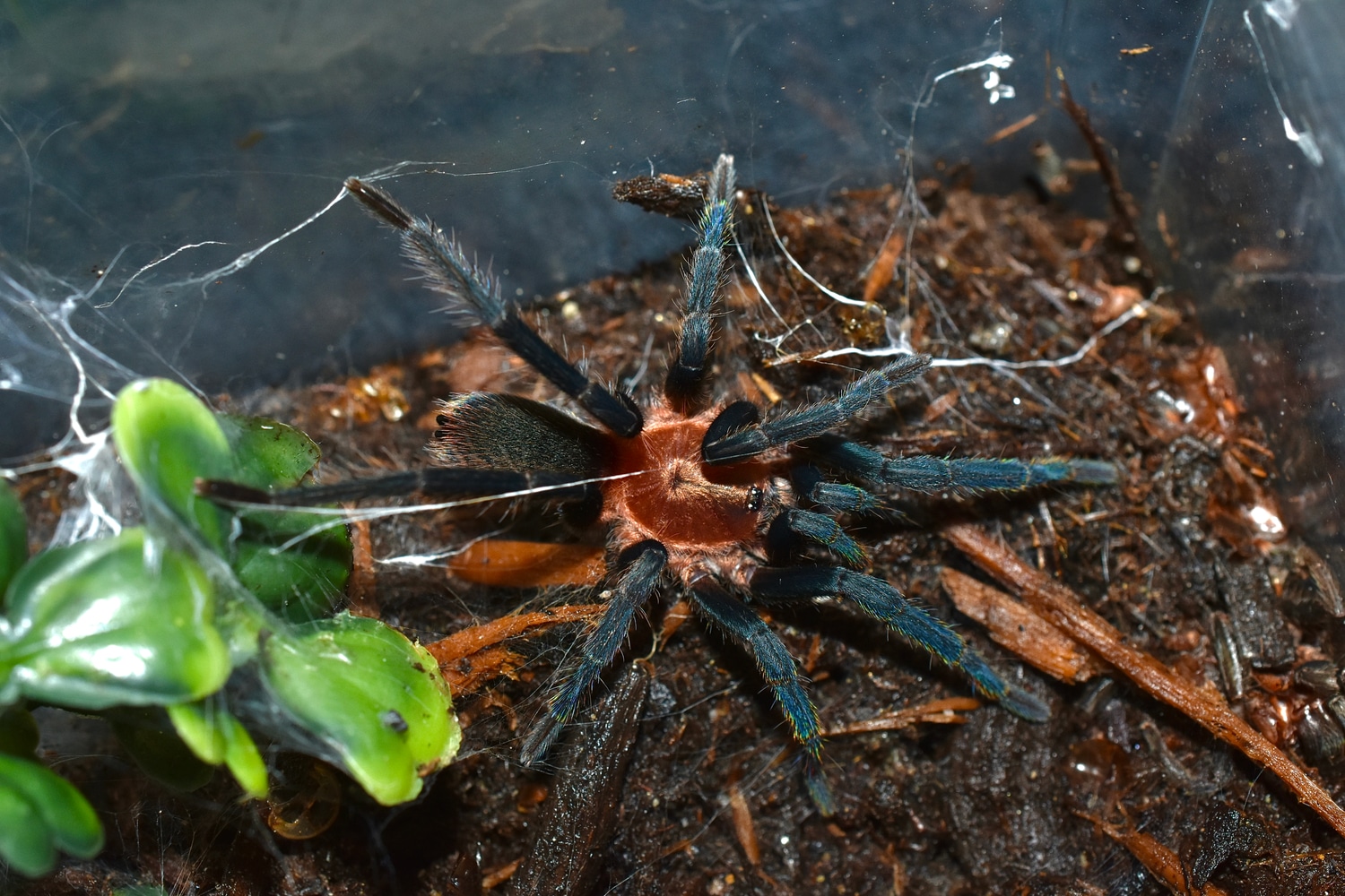 Holothele Longipes Tarantula by Gran Exotics Inc. - MorphMarket