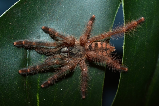 Orange Tree Spider (Amazonius Germani) Tarantula by Gran Exotics Inc.