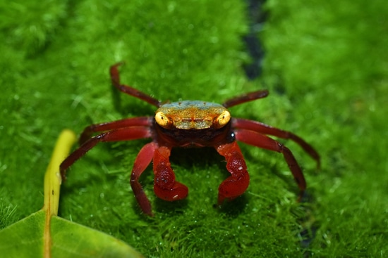 Rainbow Vampire Crabs More Invertebrate by Gran Exotics Inc.
