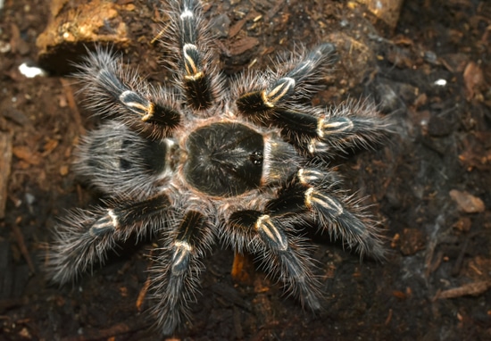 Grammostola Pulchripes Tarantula by Gran Exotics Inc.