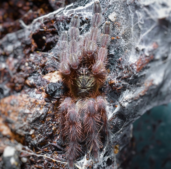Tapinauchenius Polybotes Tarantula by Gran Exotics Inc.