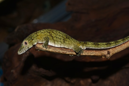 Eurydactylodes Veillardi Male Chameleon Gecko by Gran Exotics Inc.