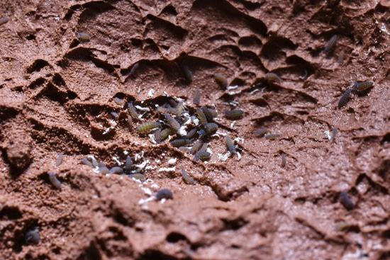 Ceratophysella Sp. Lilac (Springtails) More Invertebrate by Gran ...