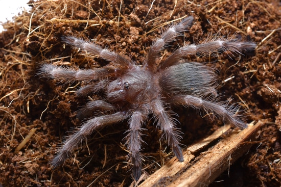 Brazilian Blonde (Nhandu Tripepii) Tarantula by Gran Exotics Inc.