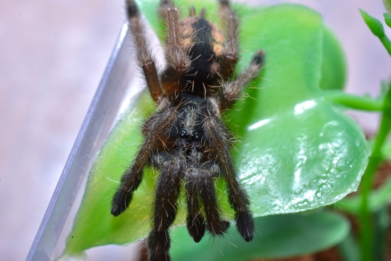 Amazonius Burgessi Tarantula by Gran Exotics Inc.
