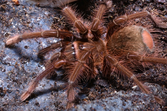 Pink Foot Goliath Bird Eater (Theraphosa Apophysis) Tarantula by Gran ...