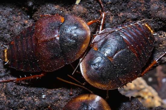 Horseshoe Crab Roaches (Hemiblabera Tenebricosa) Cockroach by Gran ...