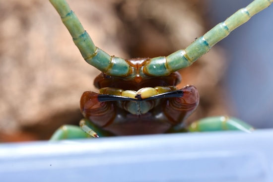 Scolopendra Sp. Mint Legs Centipede by Gran Exotics Inc.