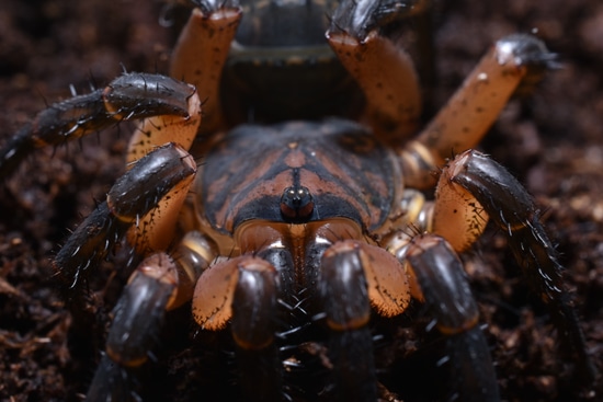 Suwat Armored Trapdoor (Liphistius Sp. Suwat) Trapdoor Spider by Gran ...