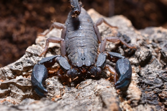 Chaerilus Stockmannorum Scorpion by Gran Exotics Inc.