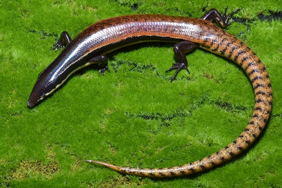 Mueller’s Skink More Skink by Gran Exotics Inc.