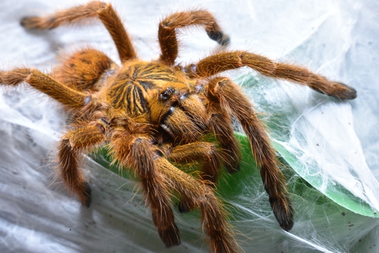 Orange Baboon Tarantula (Pterinochilus Murinus RCF Usambara) by Gran ...