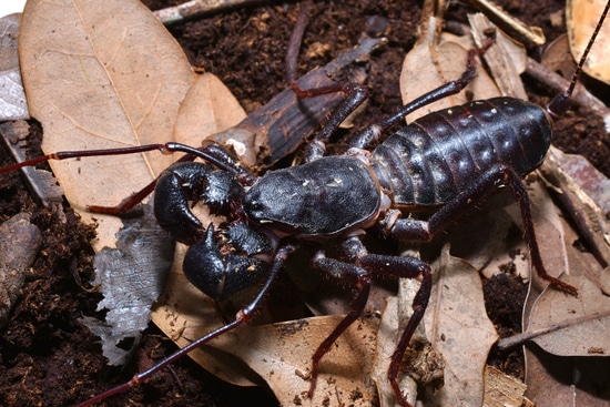 Giant Vinegaroon (Mastigoproctus Giganteus) More Invertebrate by Gran Exotics Inc.