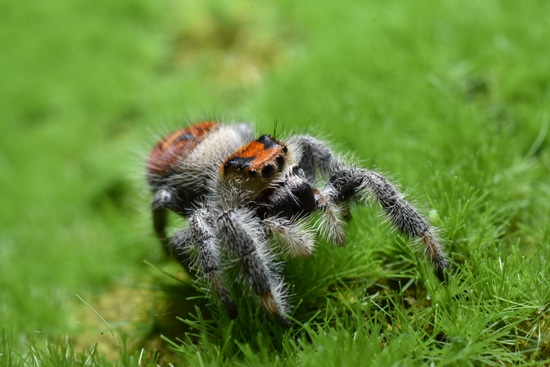 Everglades Orange Regal Jumping Spider (Phidippus Regius) by Gran ...