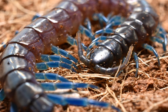 Peruvian Blue Leg Centipede (Rhysida Celeris) by Gran Exotics Inc.