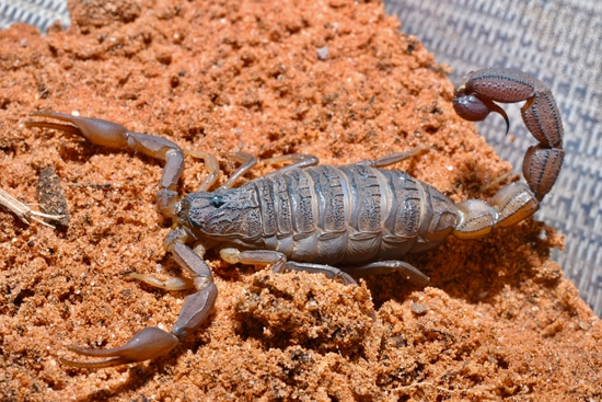 Alligator Backed Scorpion (Hottentotta Hottentotta) by Gran Exotics Inc.