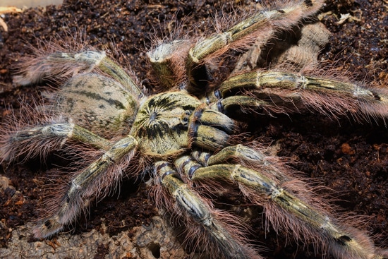 Feather Leg Baboon (Stromatopelma Calceatum) Tarantula by Gran Exotics Inc.