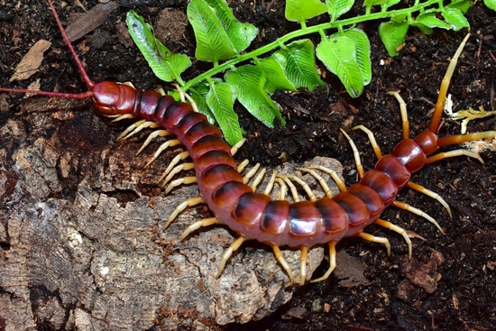 Peruvian Giant White Leg (Scolopendra Sp White Legs) Centipede by Gran ...
