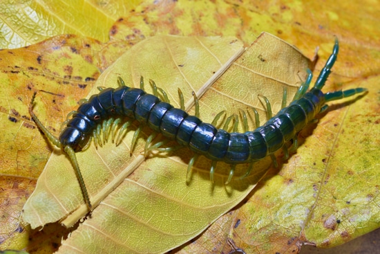 Borneo Blue Centipede (Ethmostigmus Sp. Borneo Blue) by Gran Exotics Inc.
