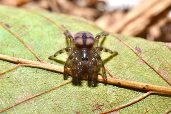 Sunda Island Trapdoor (Sason Sundaicum) Trapdoor Spider by Gran Exotics ...