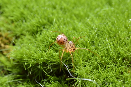 Italian Orange Spitting Spider (Scytodes Sp. Orange Italy) Other Spider ...