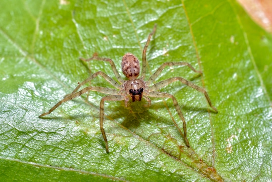 Purple Huntsmen Spider (Heteropoda Lunula) Other Spider by Gran Exotics ...