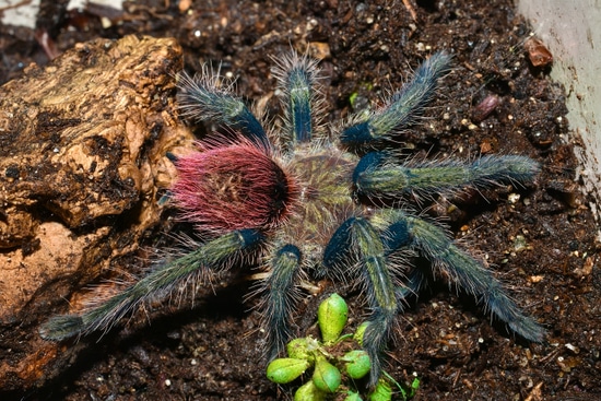 Peruvian Flame Rump (Thrixopelma Ockerti) Tarantula by Gran Exotics Inc.