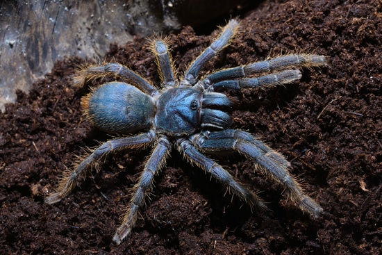 Ornithoctoninae Sp Vietnam Silver Tarantula by Gran Exotics Inc.