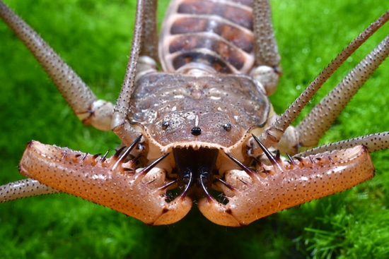 Acanthophrynus Coronatus More Invertebrate by Gran Exotics Inc.