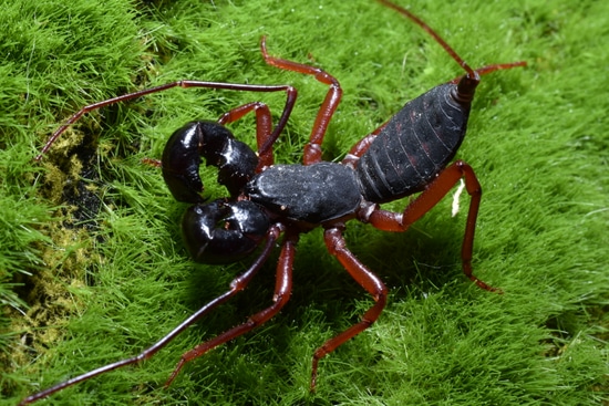 Red Leg Vinegaroon (Typopeltis Sp. Thai Red Leg) More Invertebrate by ...