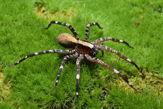 Cuban Huntsman Spider (Ohvida Sp Cuba) Other Spider by Gran Exotics Inc.