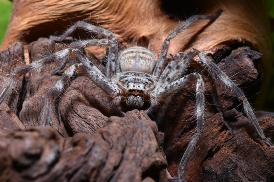 Australian Giant Huntsmen (Holconia Murrayensis) Other Spider by Gran ...