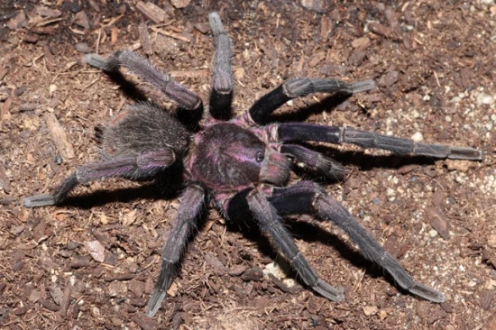 Roatan Island Purple (Theraphosinae Sp. Roatan) Tarantula by Gran ...