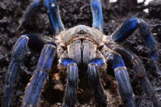 Cobalt Blue (Cyriopagopus Lividus) Tarantula by Gran Exotics Inc.