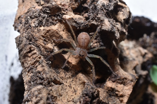 Black Lightning Huntsman (Heteropoda Sp.) Other Spider by Gran Exotics Inc.
