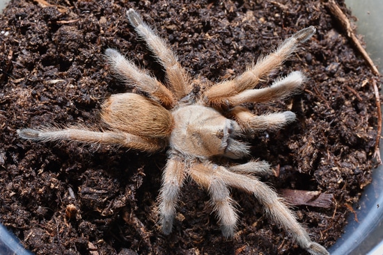 Rio Grande Gold (Aphonopelma Moderatum) Tarantula by Gran Exotics Inc.