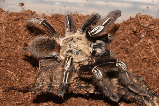 Skeleton Leg Tarantula (Ephebopus Murinus) by Gran Exotics Inc.