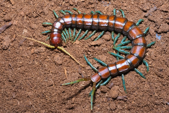 Mint Leg Centipede (Scolopendra) by Gran Exotics Inc.