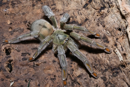 Trinidad Chevron (Psalmopoeus Cambridgei) Tarantula by Gran Exotics Inc.