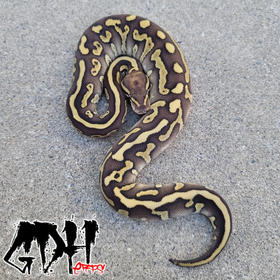 Butter Leopard 66% Het Clown Ball Python by Grand Daddy Herps