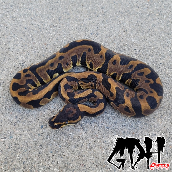 Leopard 100% Het Desert Ghost 50% Het Cryptic Ball Python by Grand ...