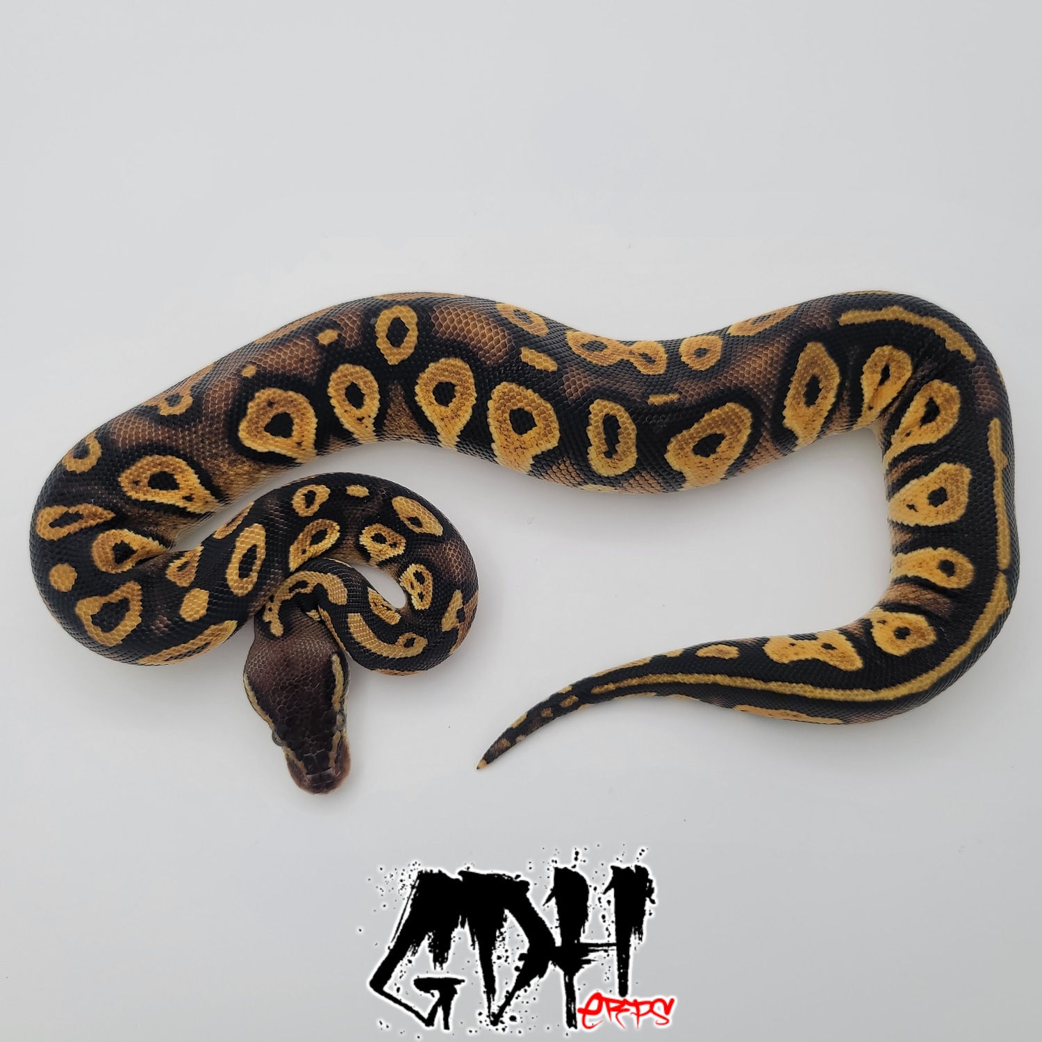 Blackhead Pastel Red Gene Het Ghost Ball Python by Grand Daddy Herps ...