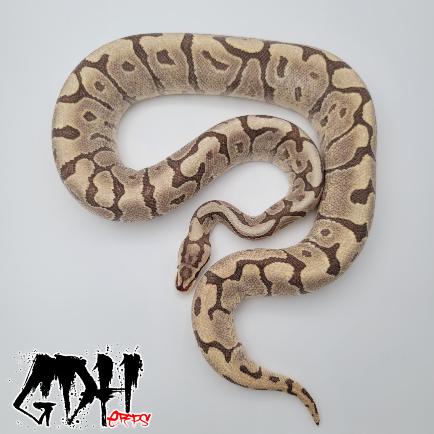 Fire Mystic Spider Ball Python by Grand Daddy Herps - MorphMarket